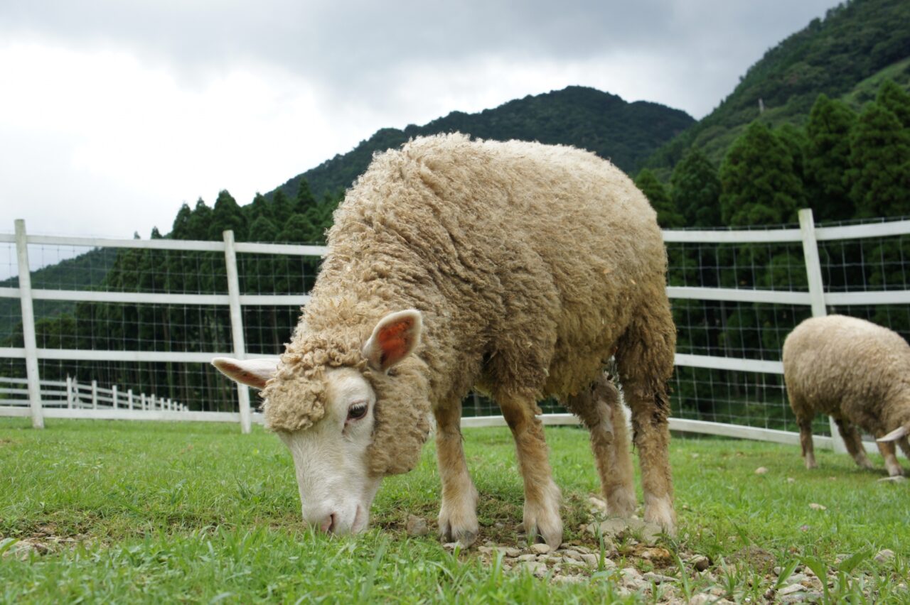 ヒツジにまつわる英語の表現いろいろ | 英会話スクールが教える生きた英語表現「NOVA LEARNING」｜駅前留学NOVA【公式】英会話スクール・英会話教室