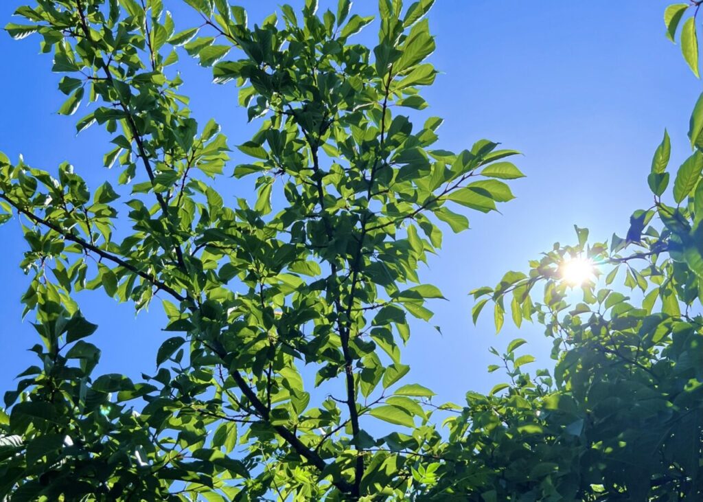 「日焼け」に関する英語表現 | 英会話スクールが教える生きた英語表現「NOVA LEARNING」｜駅前留学NOVA【公式】英会話スクール・英会話教室