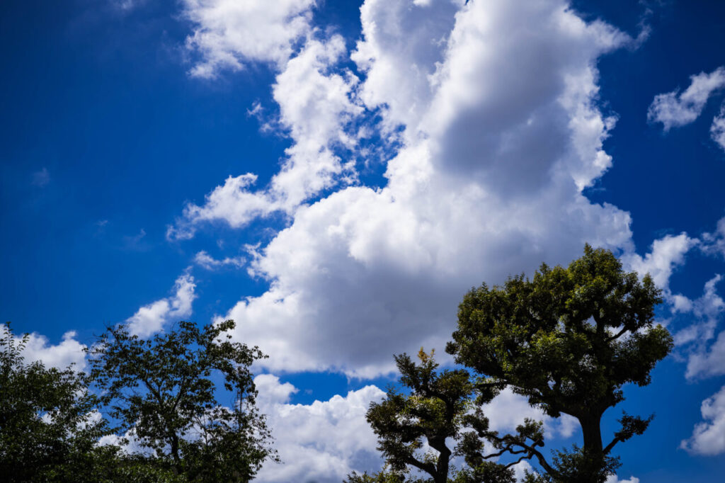 英語でクイズ！絶滅危惧種について | 英会話スクールが教える生きた英語表現「NOVA LEARNING」｜駅前留学NOVA【公式】英会話スクール・英会話教室