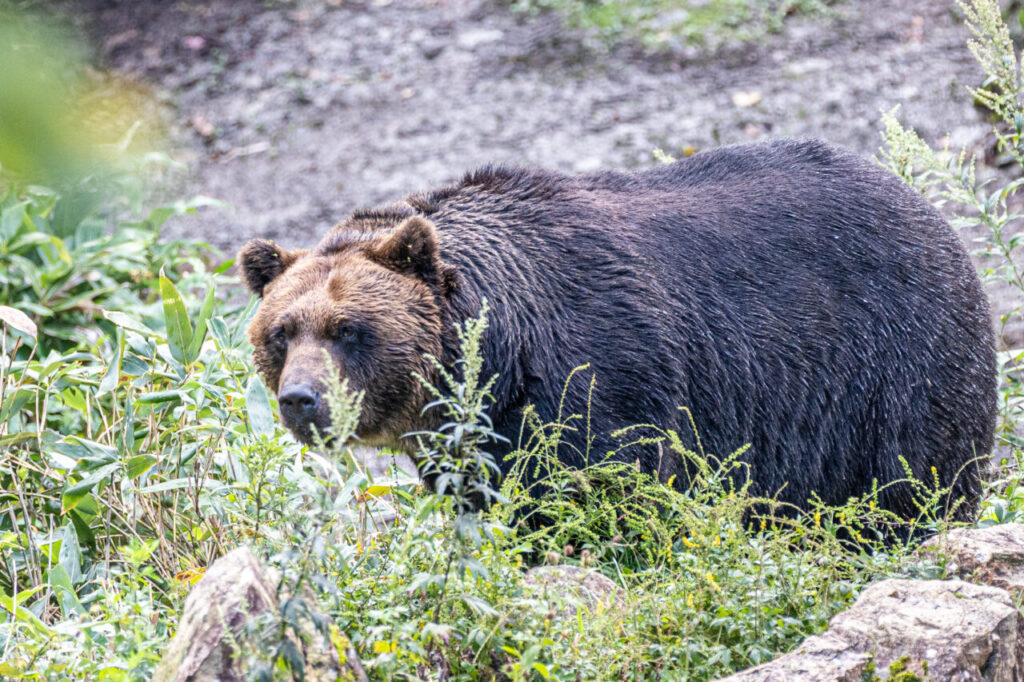 クマにまつわる英語表現いろいろ | 英会話スクールが教える生きた英語表現「NOVA LEARNING」｜駅前留学NOVA【公式】英会話スクール・英会話教室