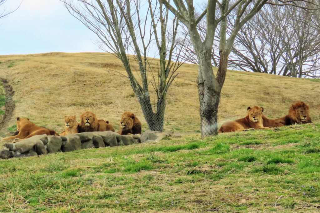 ライオンにまつわる英語表現いろいろ | 英会話スクールが教える生きた英語表現「NOVA LEARNING」｜駅前留学NOVA【公式】英会話スクール・英会話教室